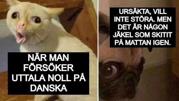 11 roliga memes med djur som kommer att göra din dag - Viralpressen